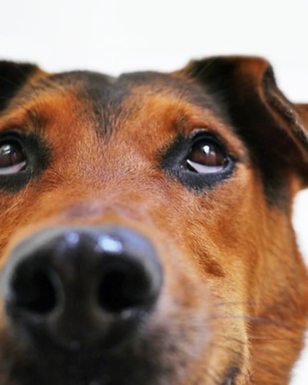 Complications After Dog Tooth Extraction - Dog Discoveries Complications After Dog Tooth Extraction - Dog Discoveries