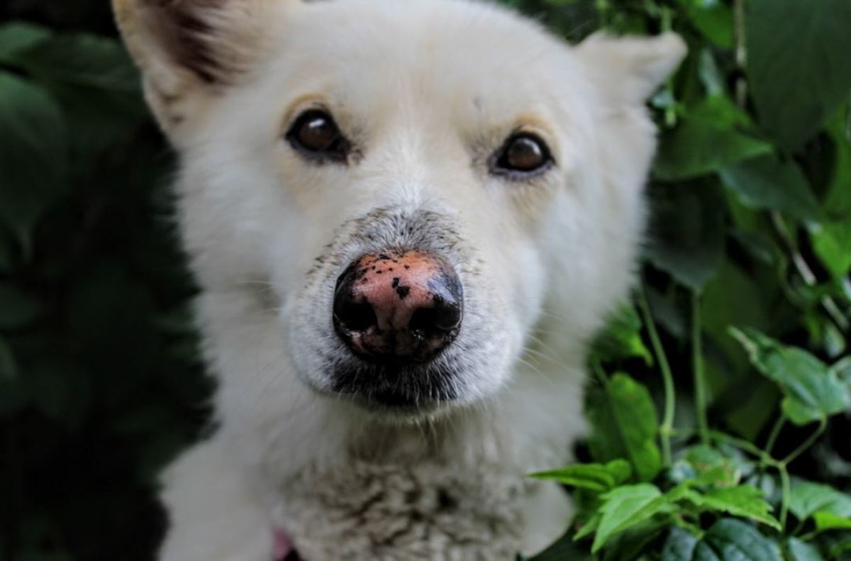 Why Do Dogs' Noses Change Color? 7 Causes With Pictures - Dog Discoveries Why Do Dogs' Noses Change Color? 7 Causes With Pictures - Dog Discoveries